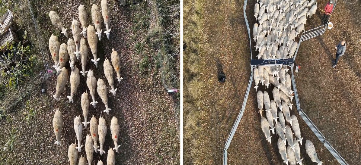 Hover-view: How to Count Sheep Without Falling Asleep - Using Drones ...